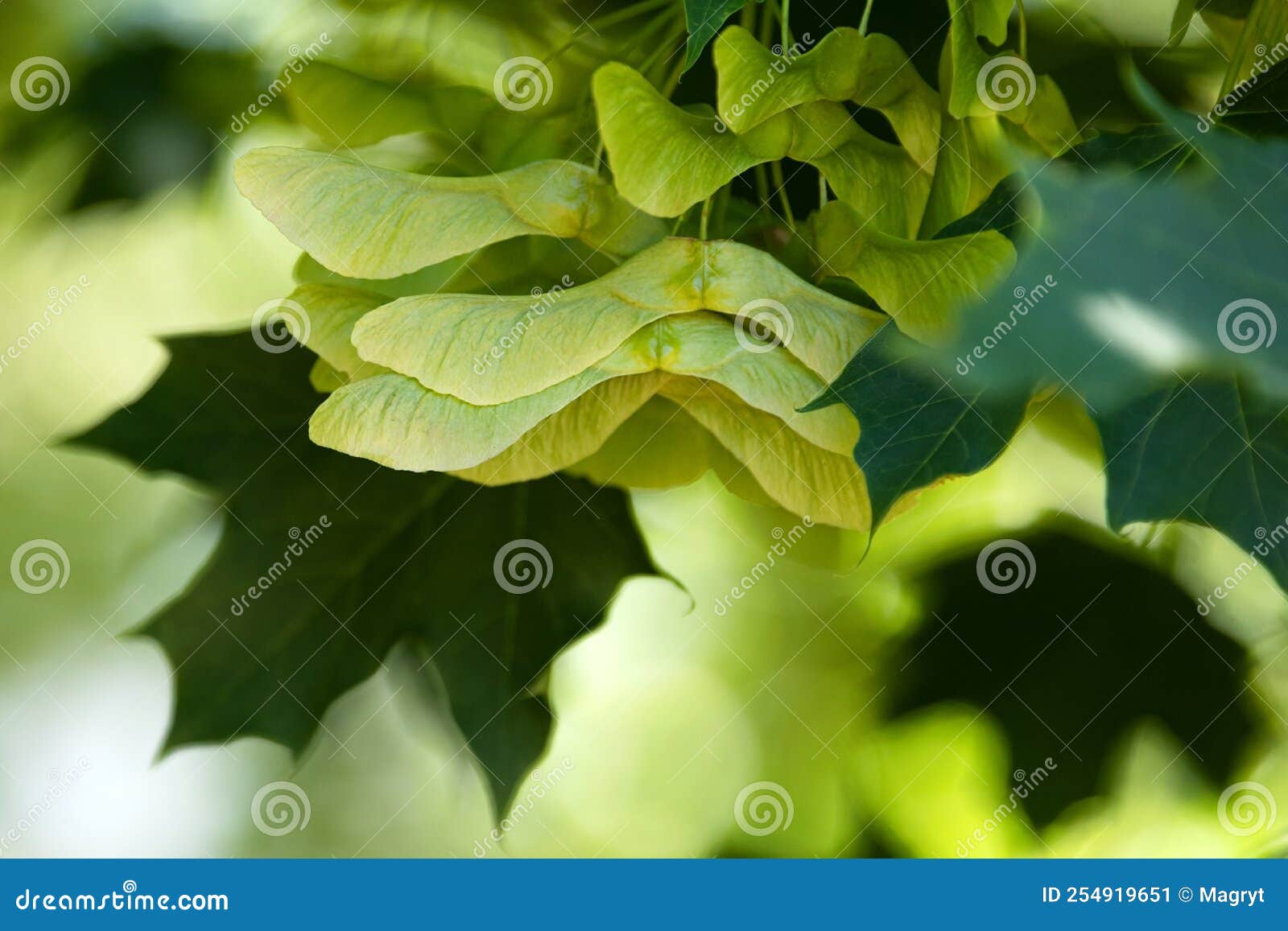 Maple Tree Seeds Hang on the Branches in Summer, Green Seeds and Leaves ...