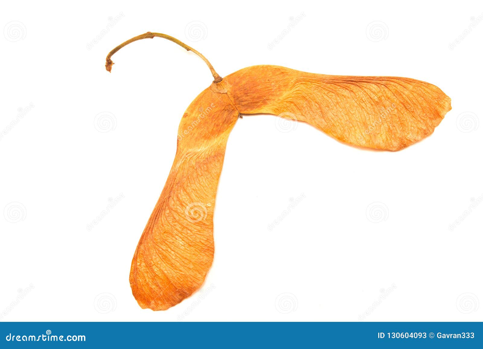 Maple Tree Seeds Isolated on White Background Stock Image - Image of ...