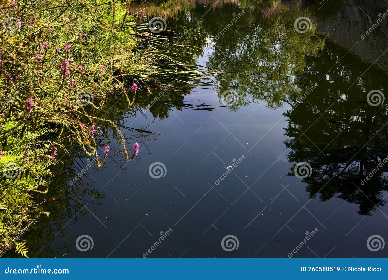 Maple Tree by the Shore of a Lake Stock Image - Image of clear, grass ...