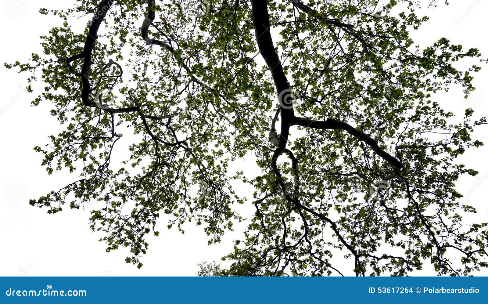 Maple Tree Silhouette in the Park Stock Photo - Image of wood, leaf ...