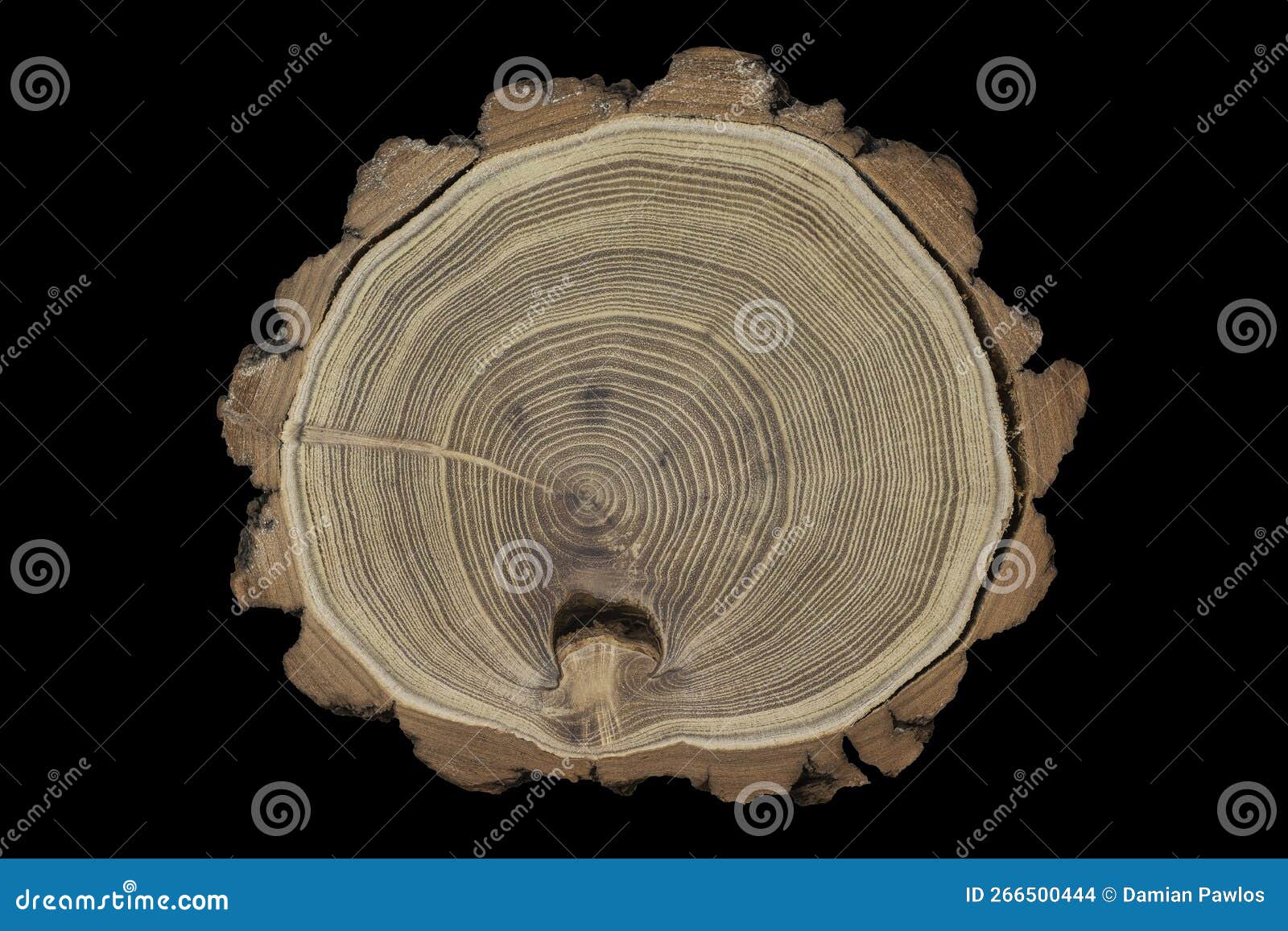 Maple Tree Slice Isolated on Black Background. Tree Anatomy Stock Photo ...