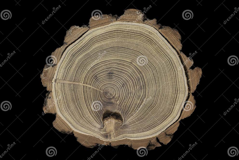 Maple Tree Slice Isolated on Black Background. Tree Anatomy Stock Photo ...