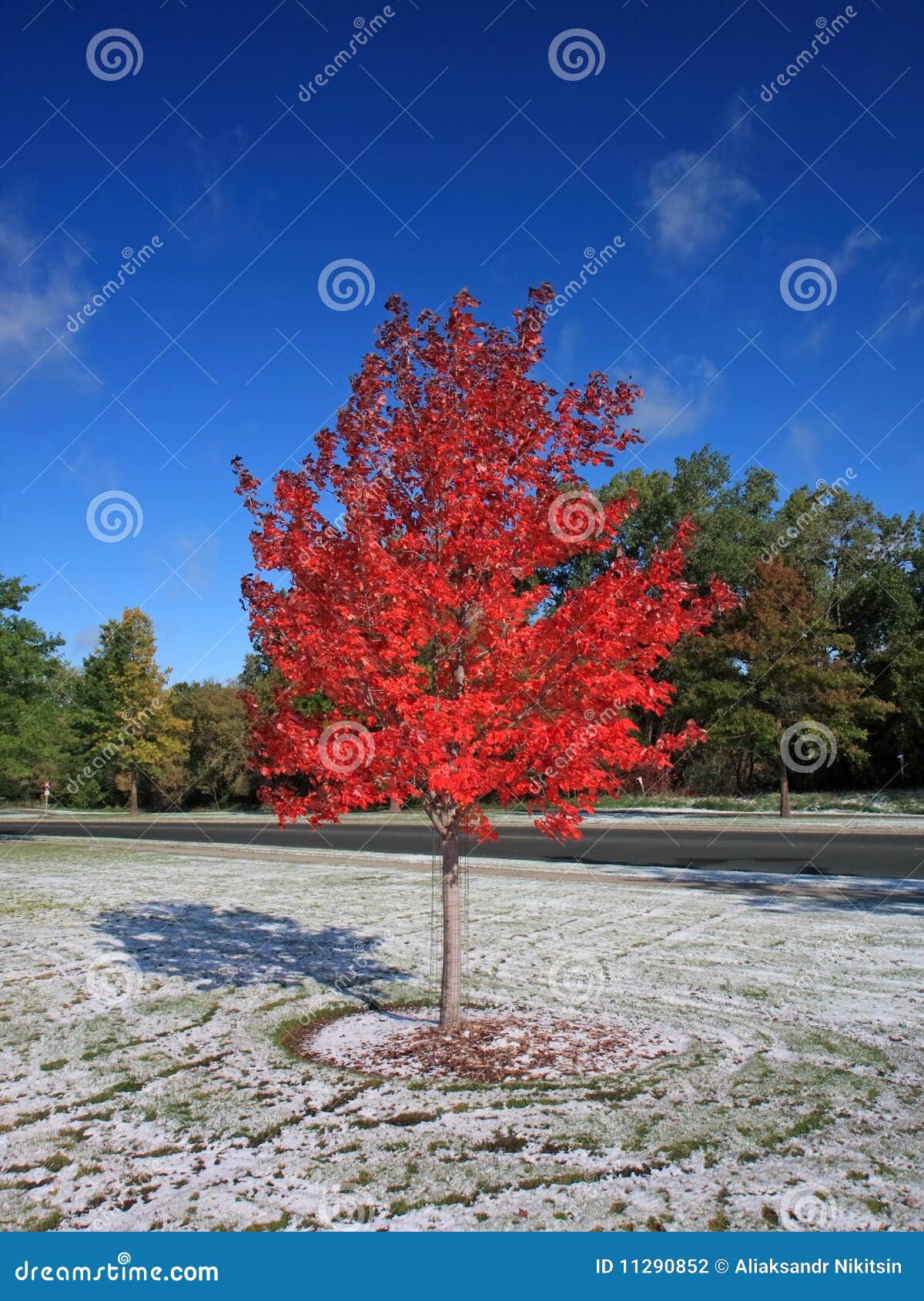 Maple tree and snow stock photo. Image of minnesota, green - 11290852