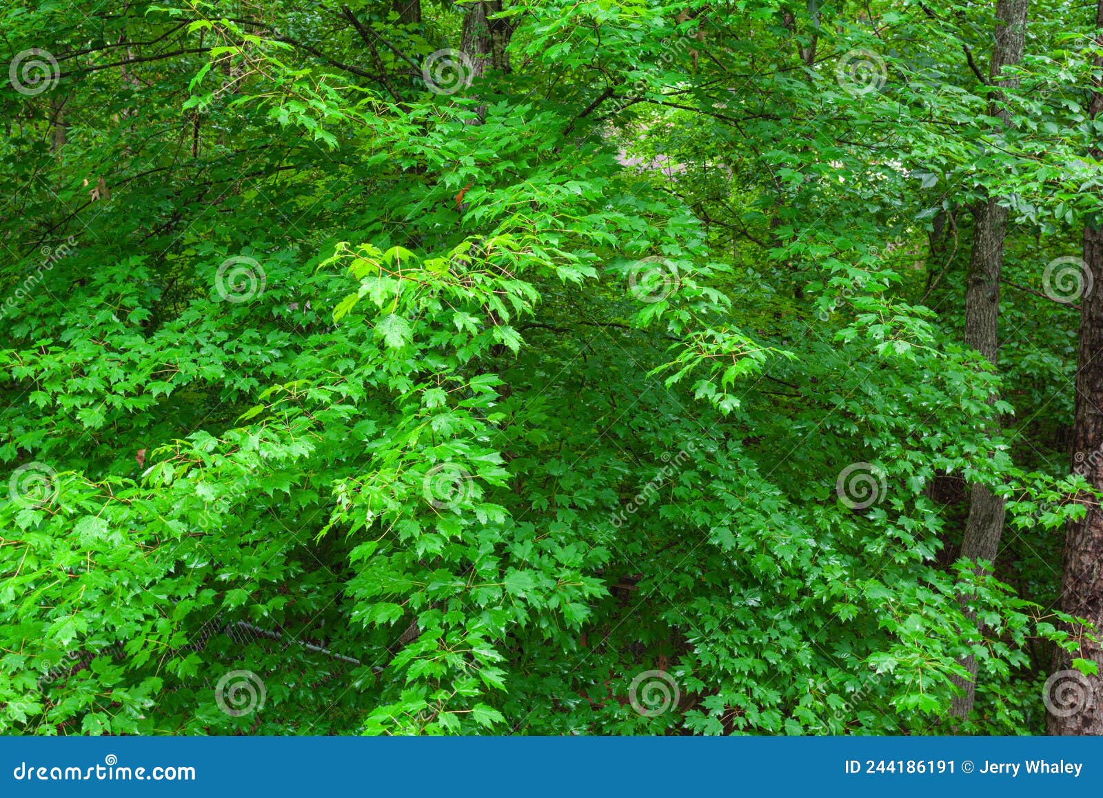 Maple Tree with New Leaves in the Spring Stock Image - Image of branch ...