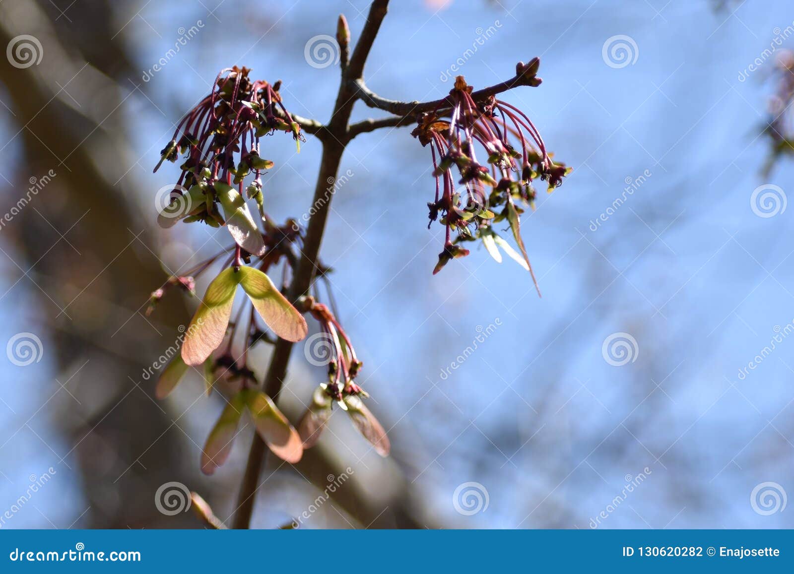 Maple tree in spring stock photo. Image of spring, green - 130620282