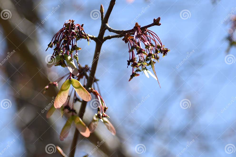 Maple tree in spring stock photo. Image of spring, green - 130620282