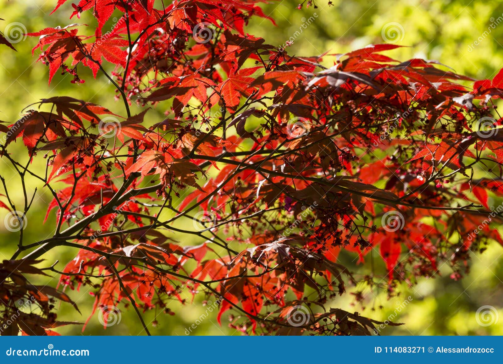 Maple Tree with Spring Red Leaves. Stock Image - Image of plant, spring ...
