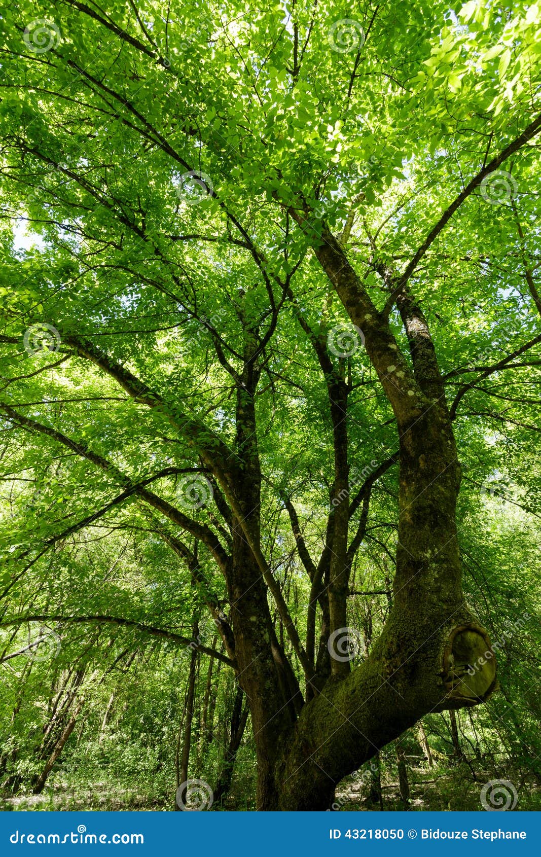 Maple tree at springtime stock photo. Image of scenic - 43218050