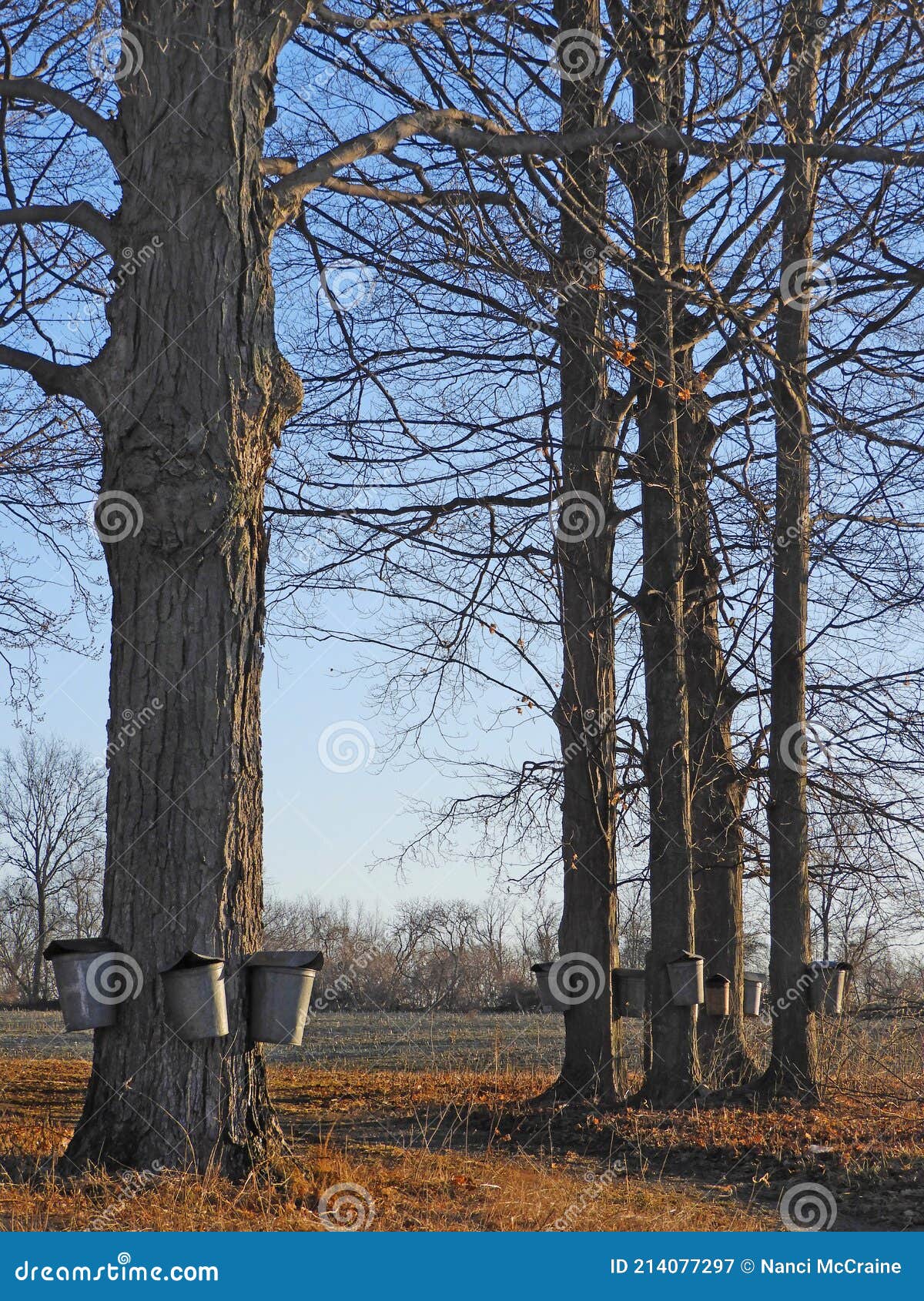 Maple Trees in NYS with Maple Syrup Buckets Stock Image - Image of flow ...