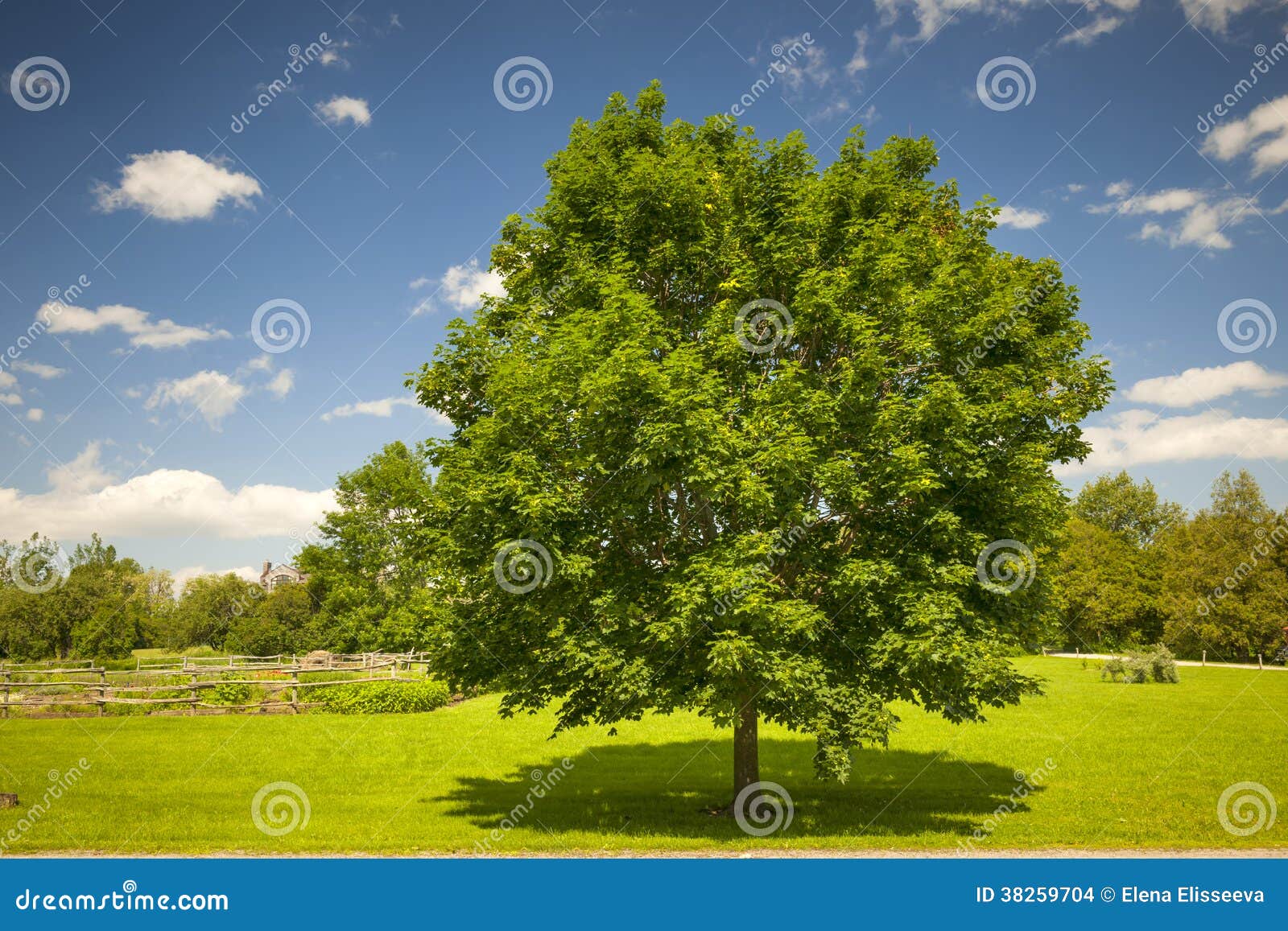Maple tree in summer field stock photo. Image of large - 38259704