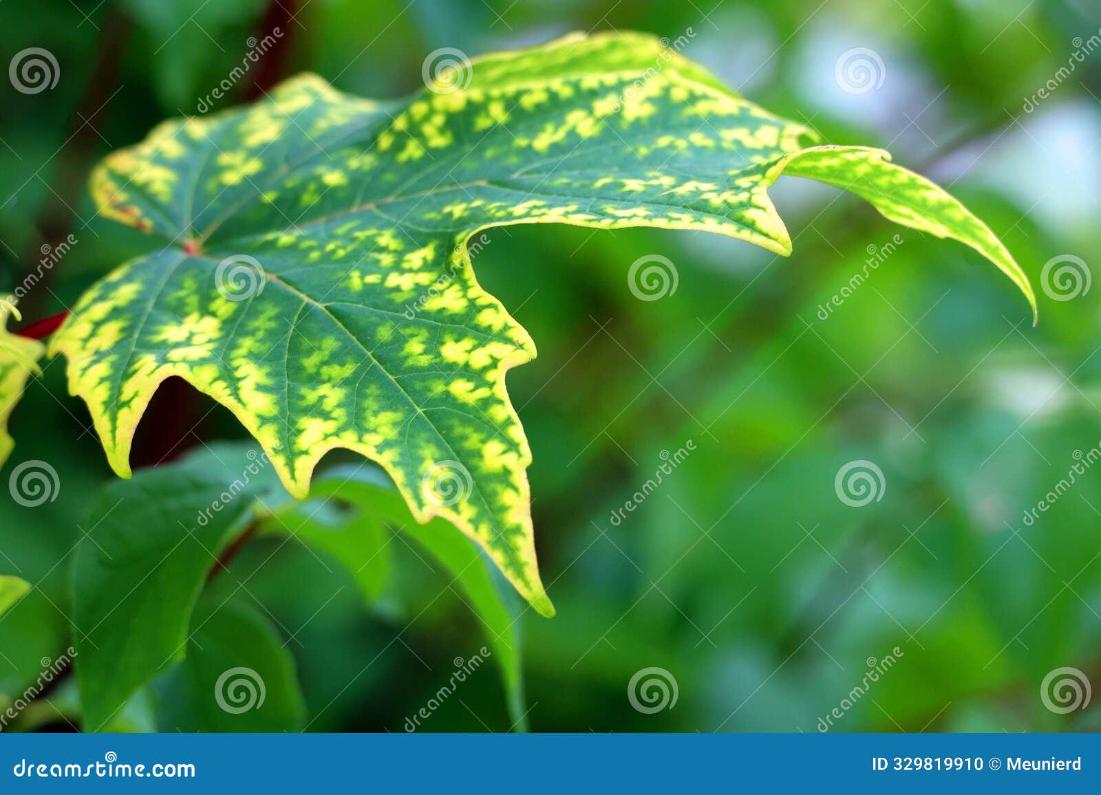 Maple Tree Summer Yellow Green Leaf Stock Photo - Image of gardens ...