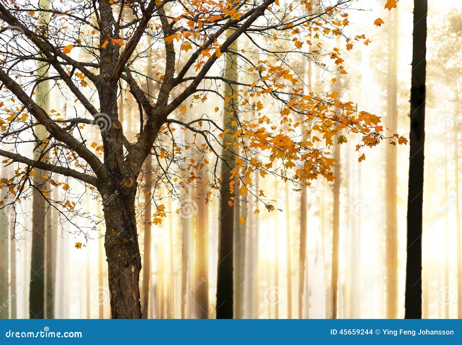 Maple tree at sunset stock photo. Image of yellow, nature - 45659244