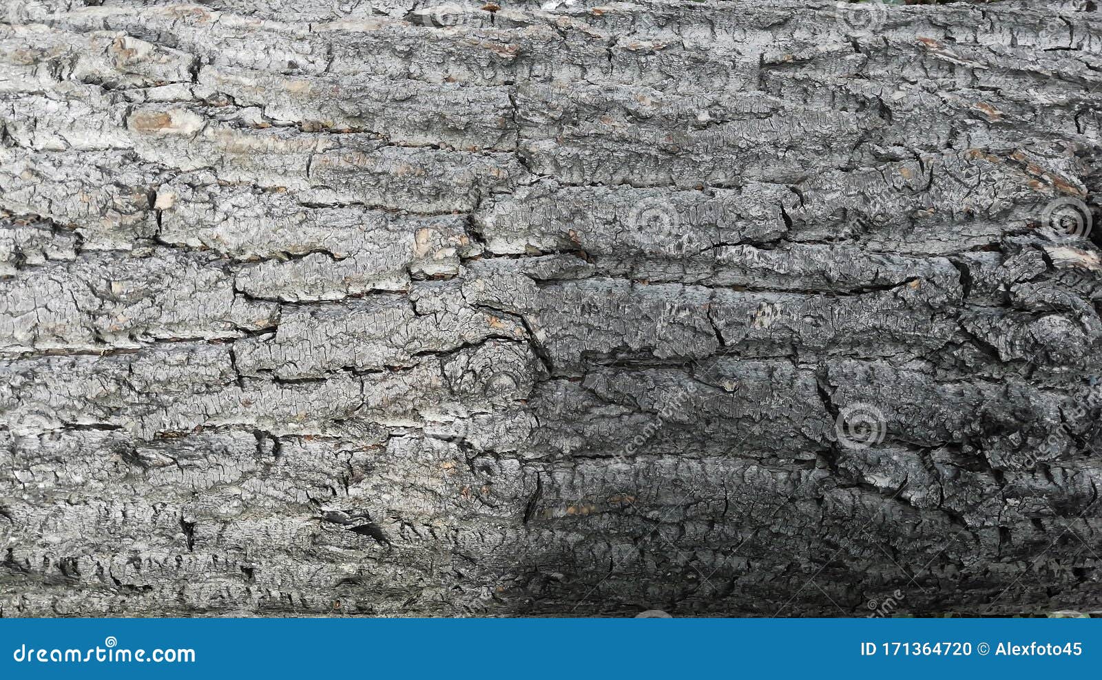 Maple Tree Texture. Background for Design Stock Photo - Image of ...