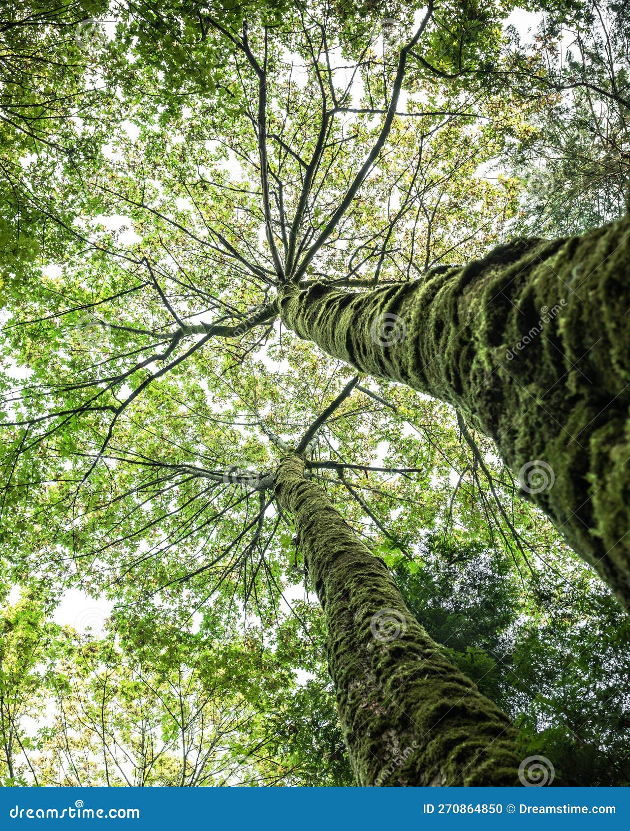 Maple Tree Top - View from Below Stock Photo - Image of branches, large ...