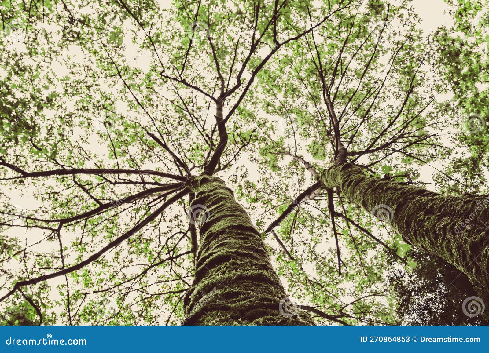 Maple Tree Top - View from Below Stock Image - Image of moss, summer ...