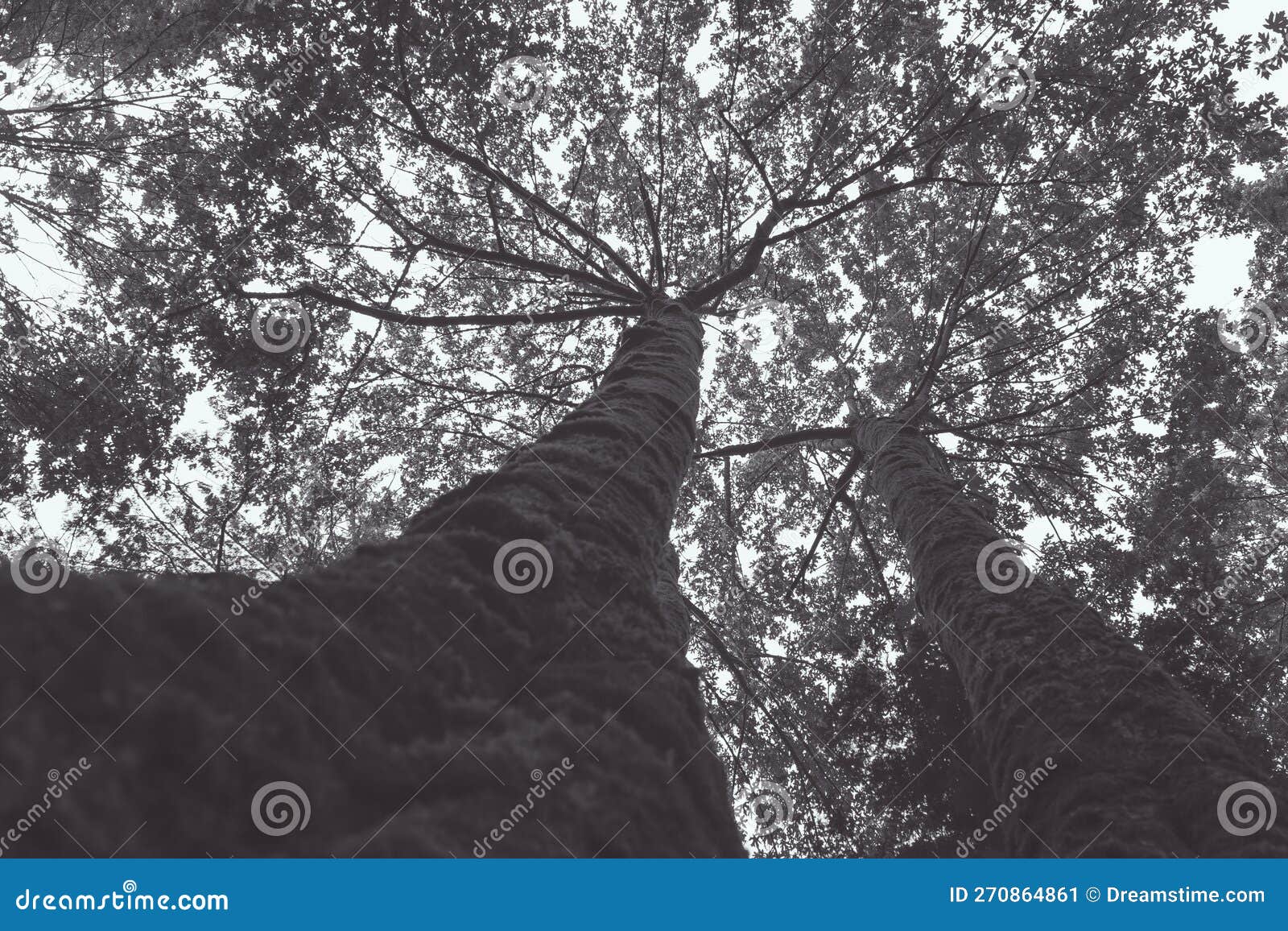 Maple Tree Top - View from Below Stock Image - Image of canada, summer ...