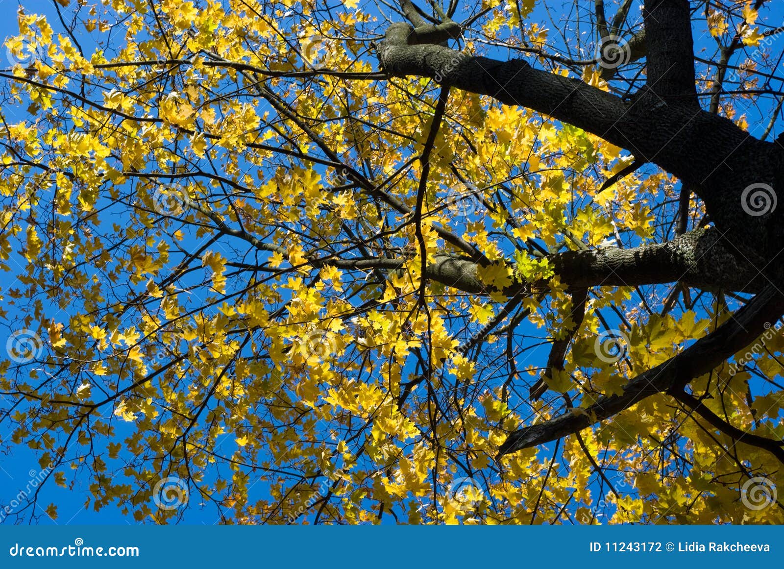 Maple Tree Top with Yellow Leaves Stock Photo - Image of nature, leaf ...