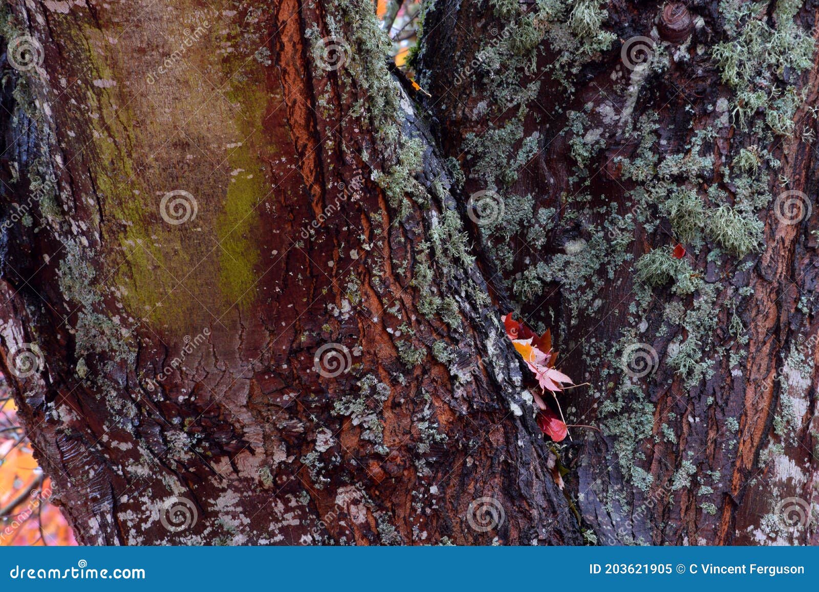 Maple Tree Trunk stock image. Image of autumn, leaf - 203621905