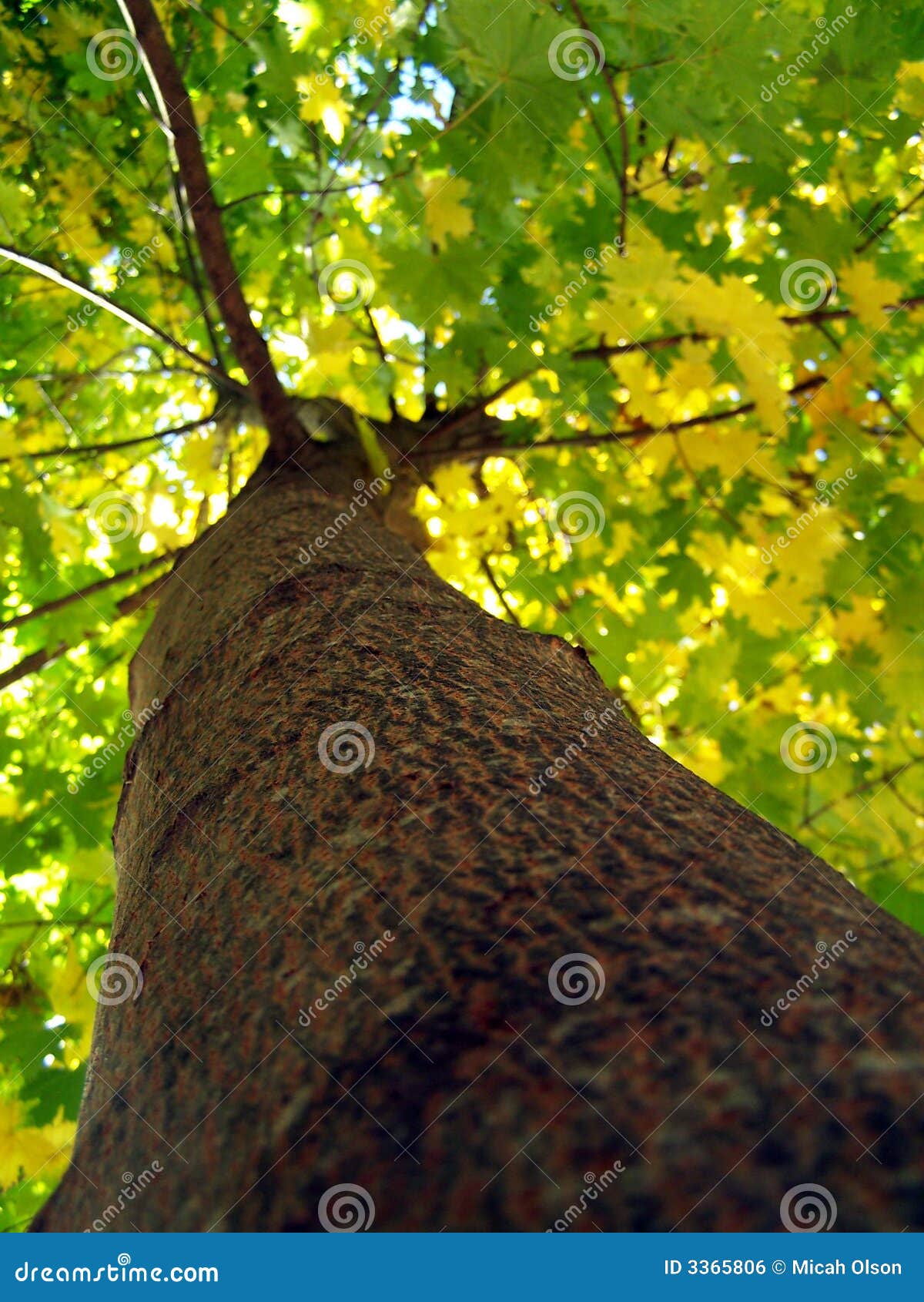 Maple Tree Trunk stock photo. Image of crooked, bark, maple - 3365806