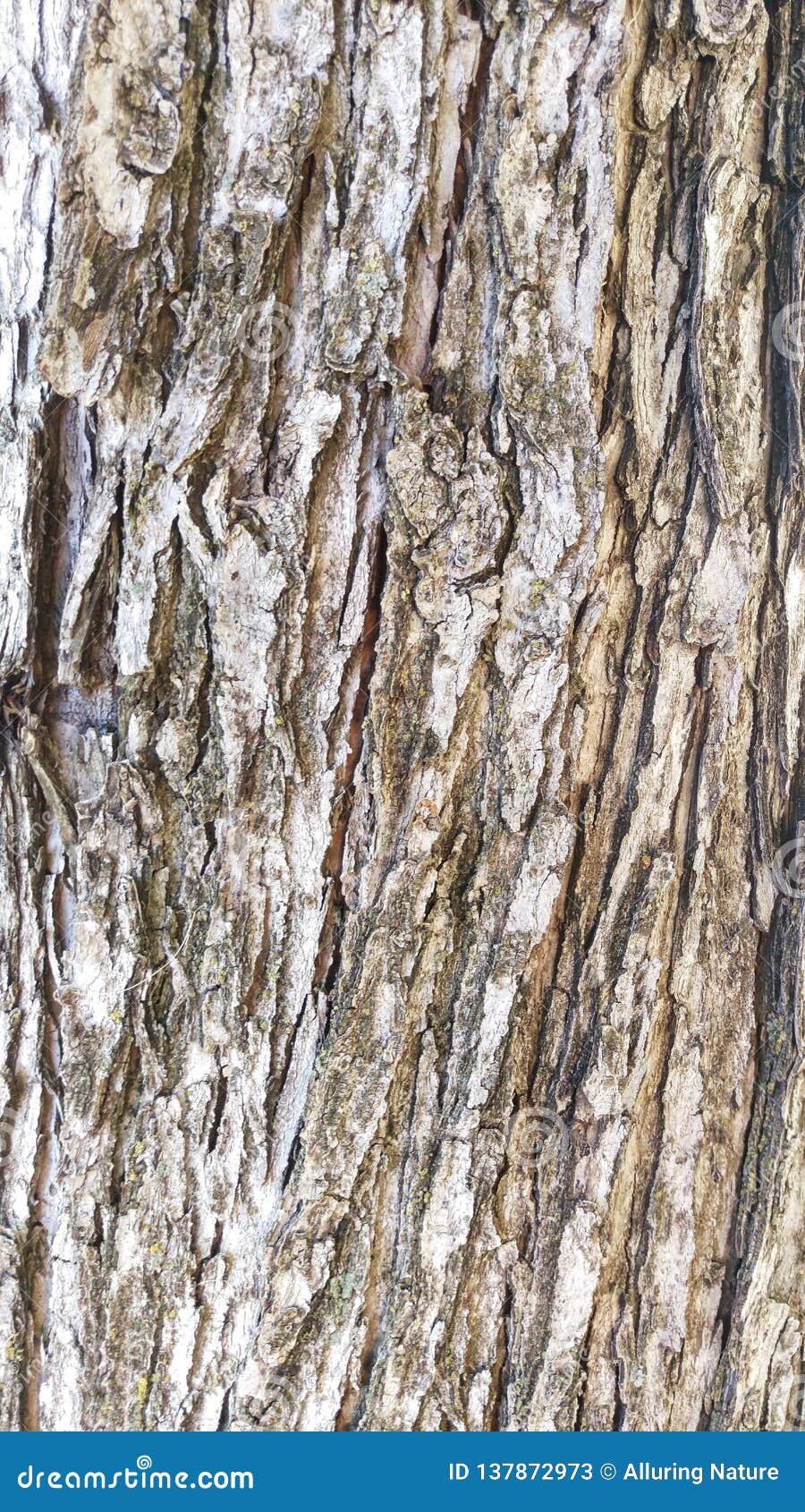 Maple Tree Trunk Bark stock image. Image of bark, woody - 137872973