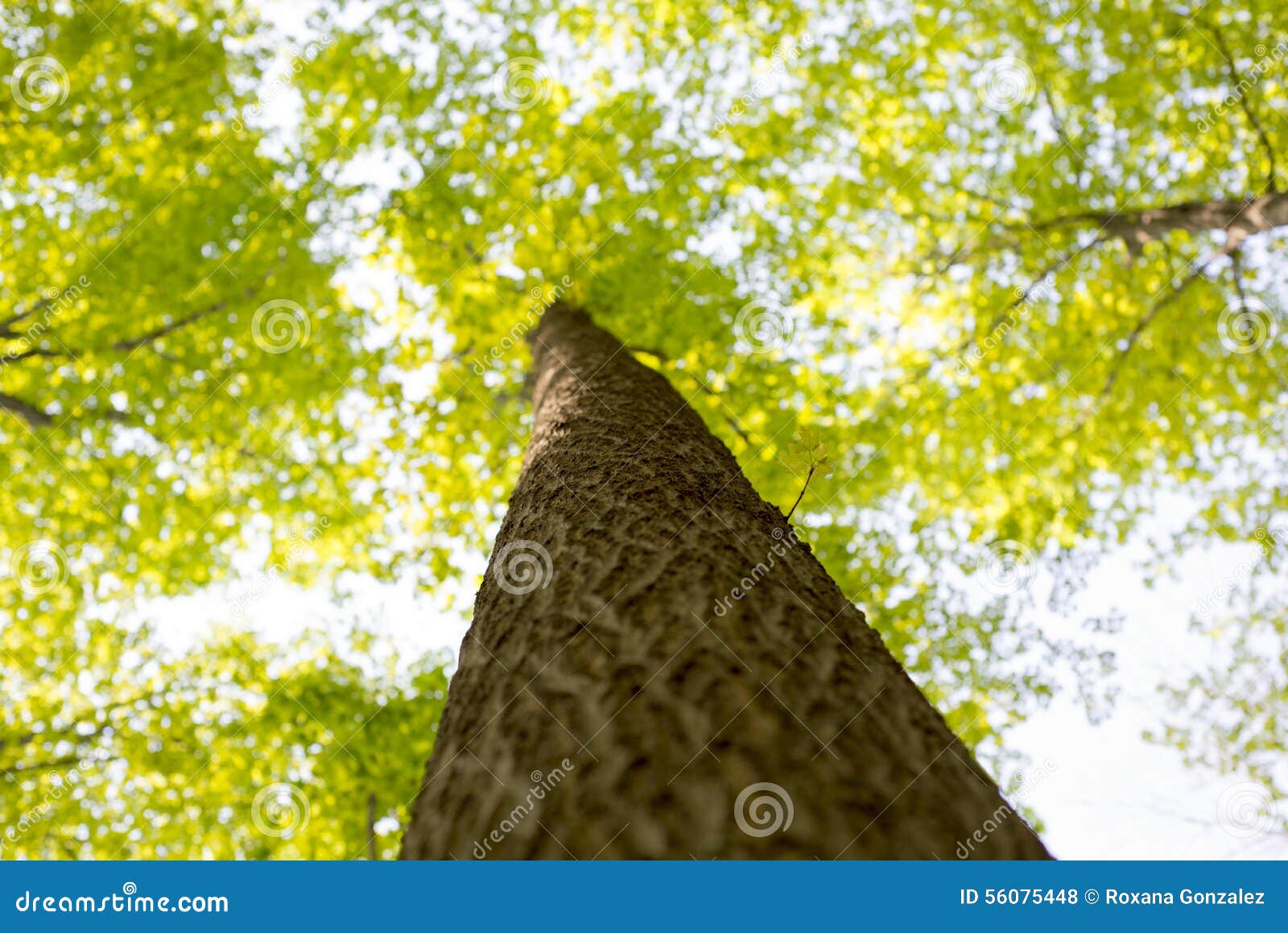 Maple Tree Trunk and Branches POV Stock Photo - Image of maple, growing ...