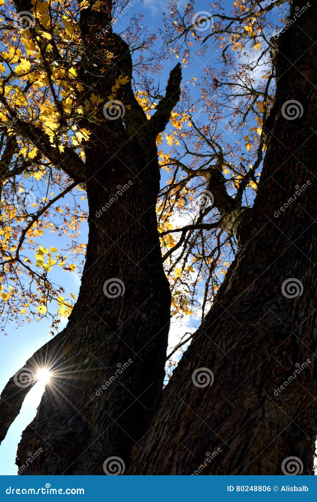 Maple Tree Trunk Silhouette in Autumn and Sun Stock Photo - Image of ...