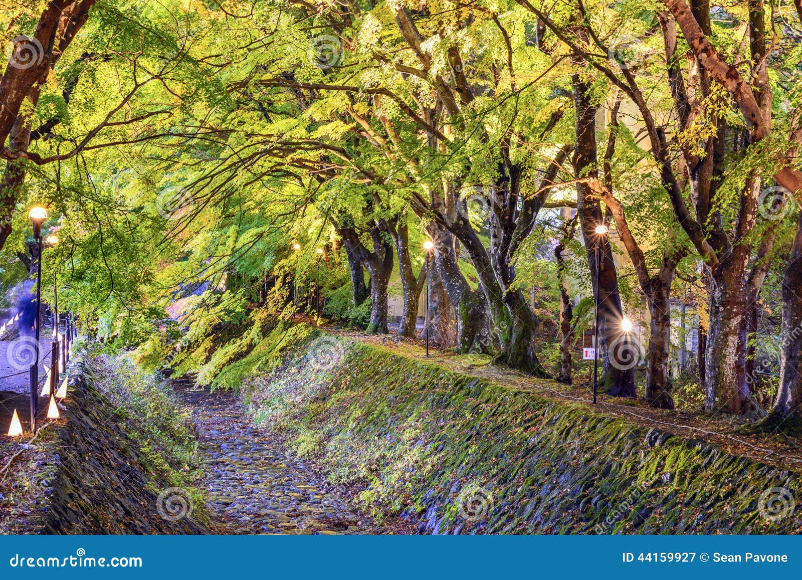 Maple Tree Tunnel stock image. Image of gulley, maple - 44159927