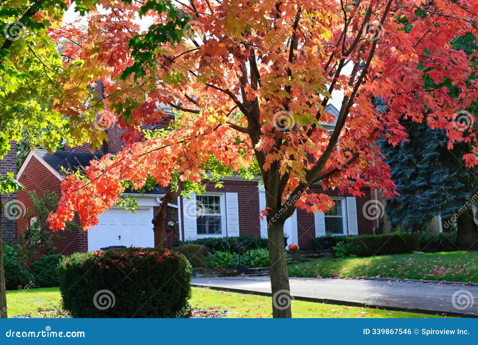 Maple Tree Turning Red in Fall Stock Photo - Image of driveway ...