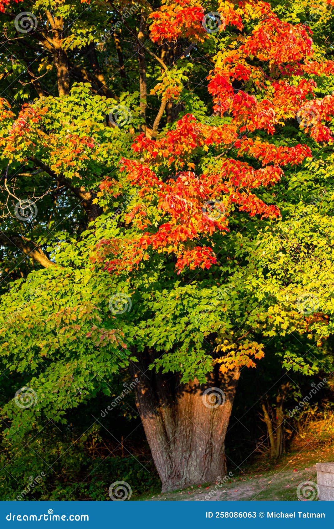 Maple Tree Turning Red and Orange in October Stock Image - Image of ...