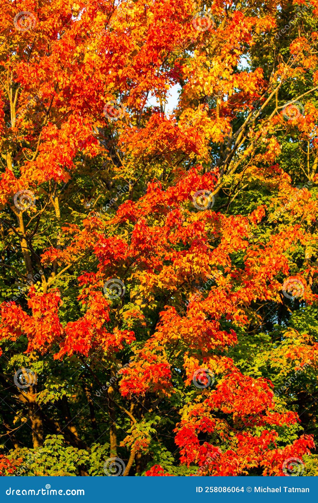 Maple Tree Turning Red and Orange in October Stock Photo - Image of ...