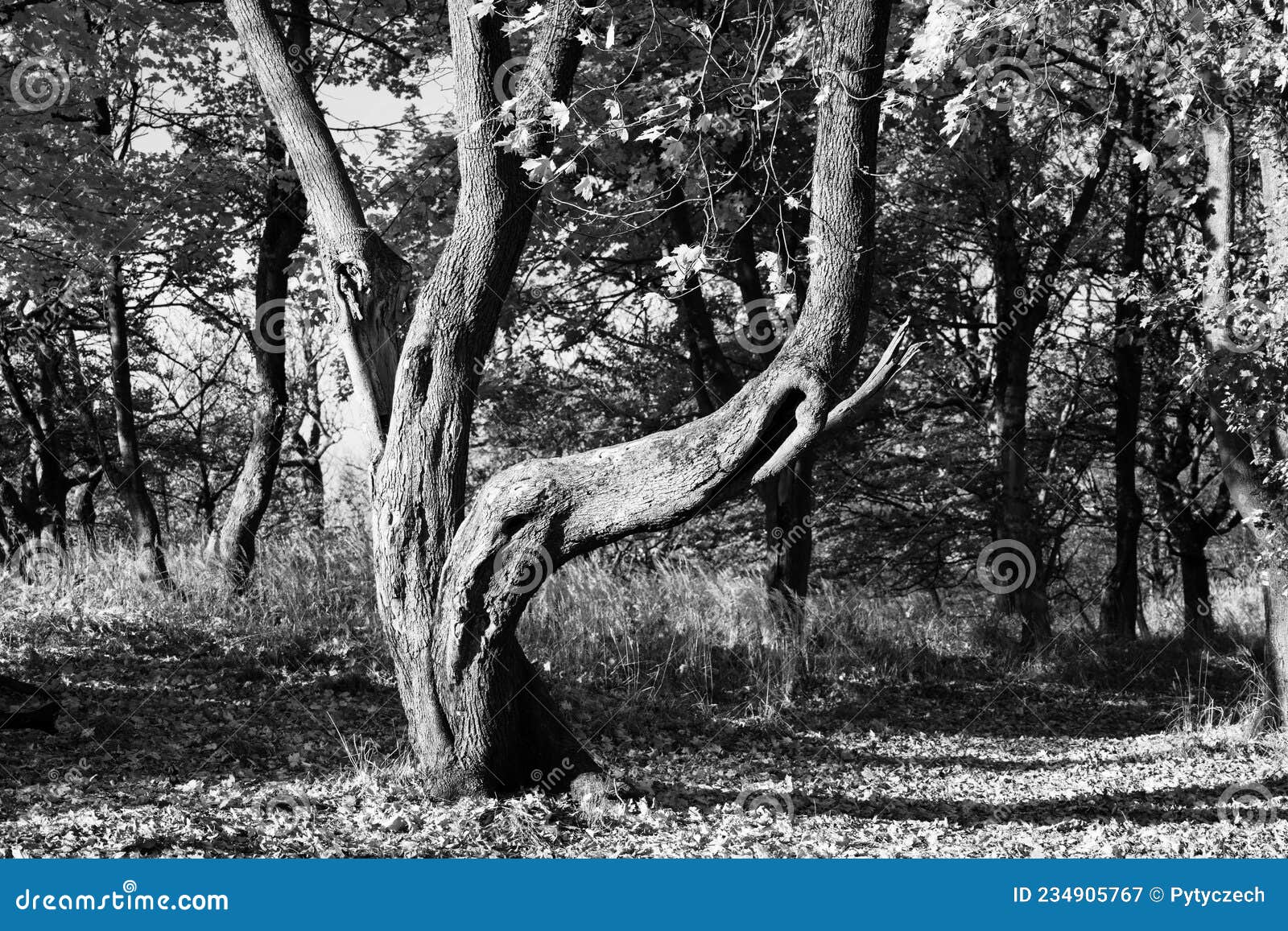 Maple Tree with Twisted Trunk Stock Image - Image of root, garden ...