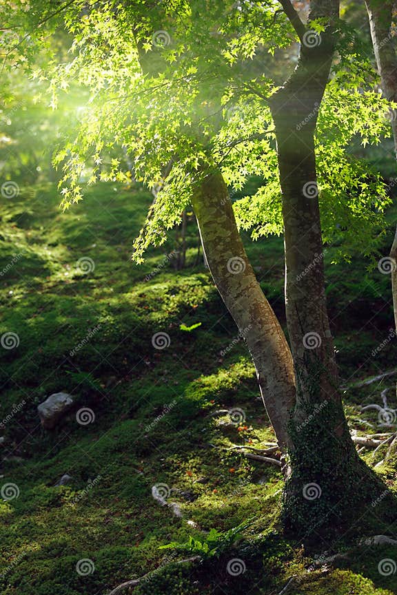 Maple tree under sunlight stock photo. Image of moss - 23912770