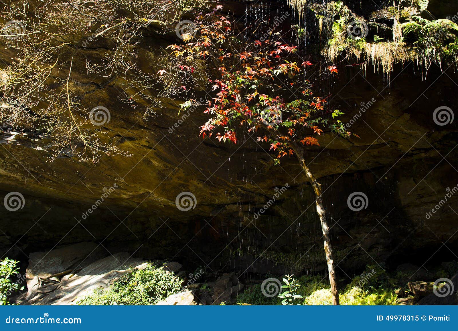 Maple tree under waterfall stock image. Image of landscape - 49978315