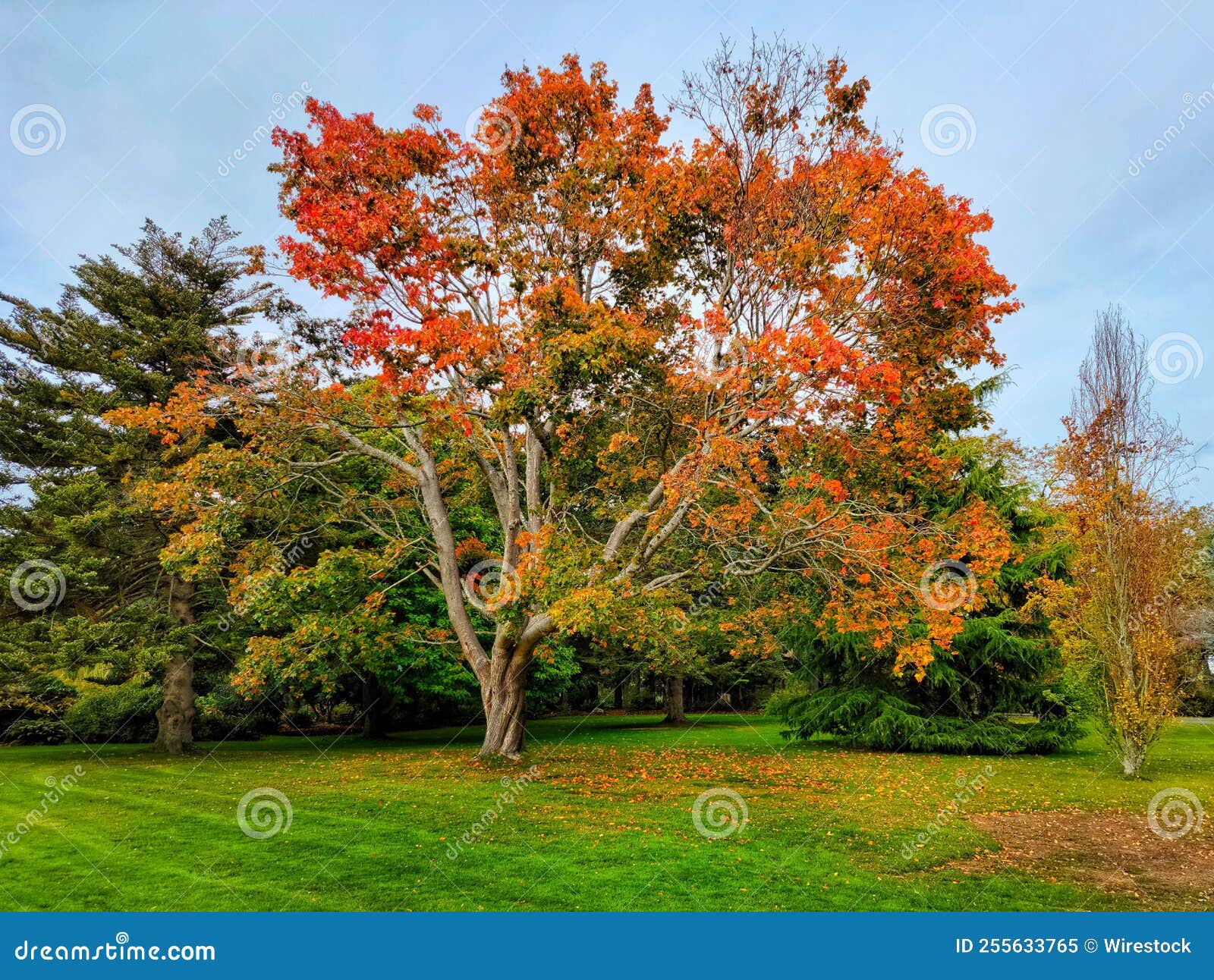 Maple Tree in a Vast Meadow Stock Image - Image of meadow, vast: 255633765