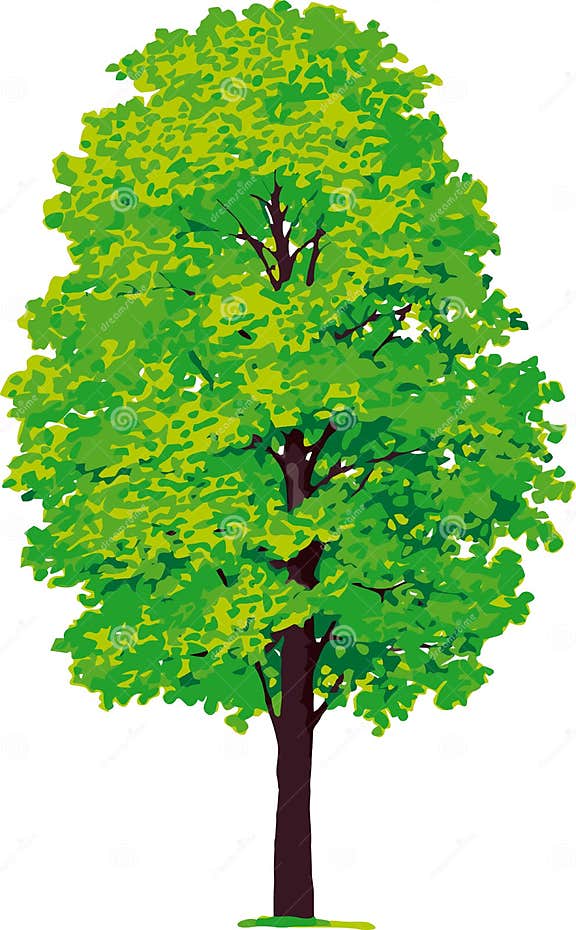 Maple tree. Vector stock vector. Illustration of plant - 18119457