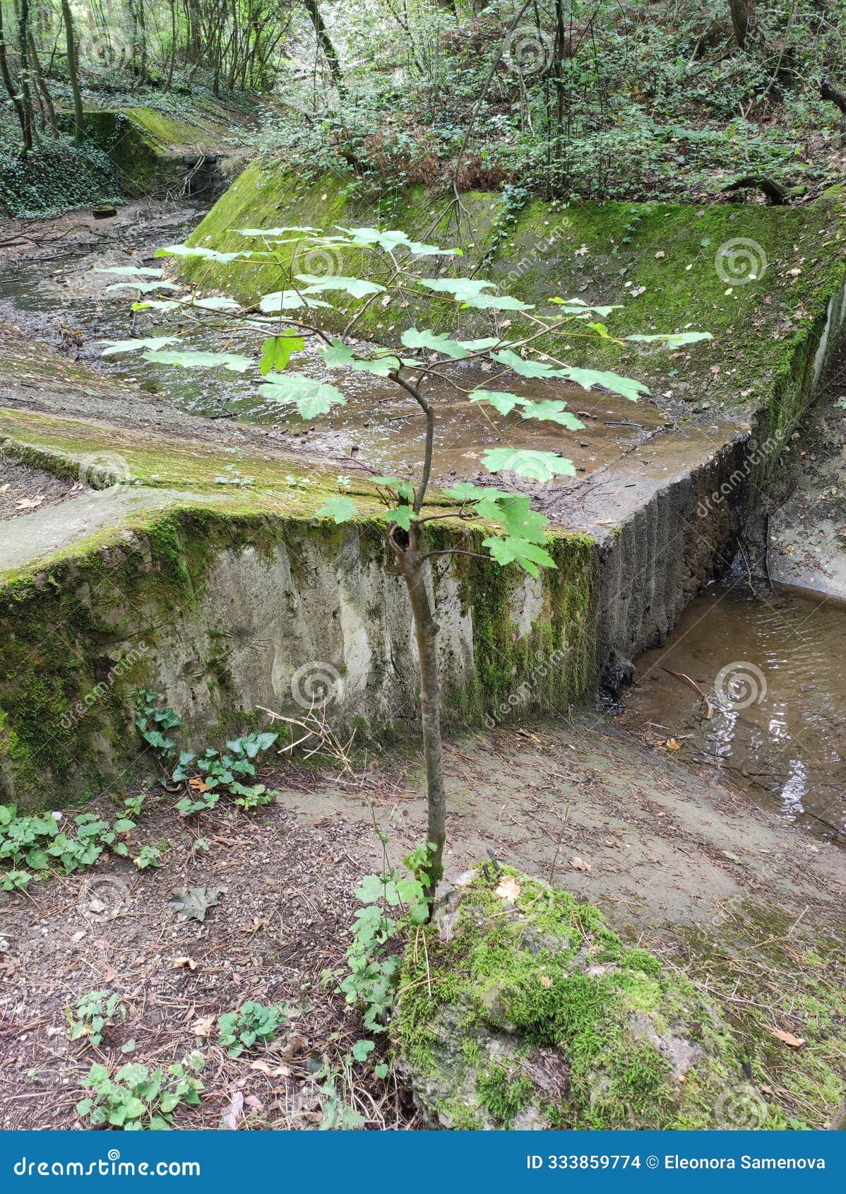 Maple Tree and Stream in the Forest Stock Photo - Image of rock, wood ...