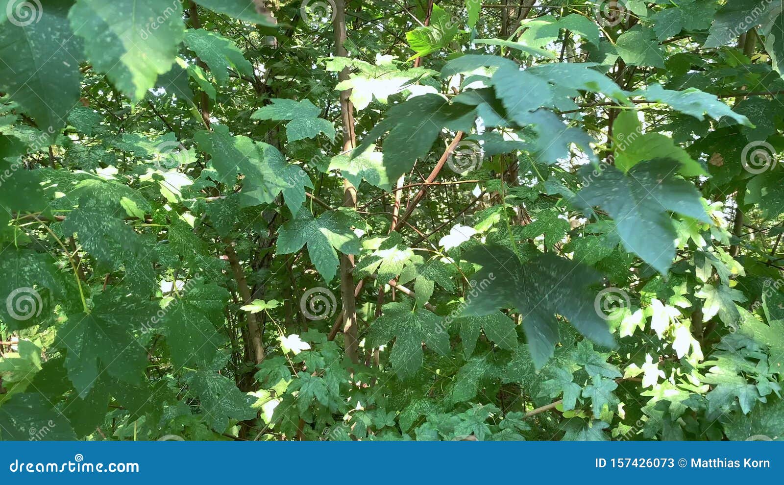 A Maple Tree Waving His Leaves while a Leaf Waves Particularly Strong ...