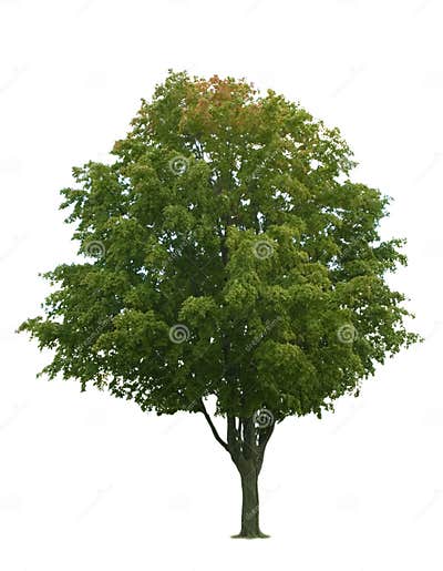 Maple Tree on White stock image. Image of outdoors, white - 6582851