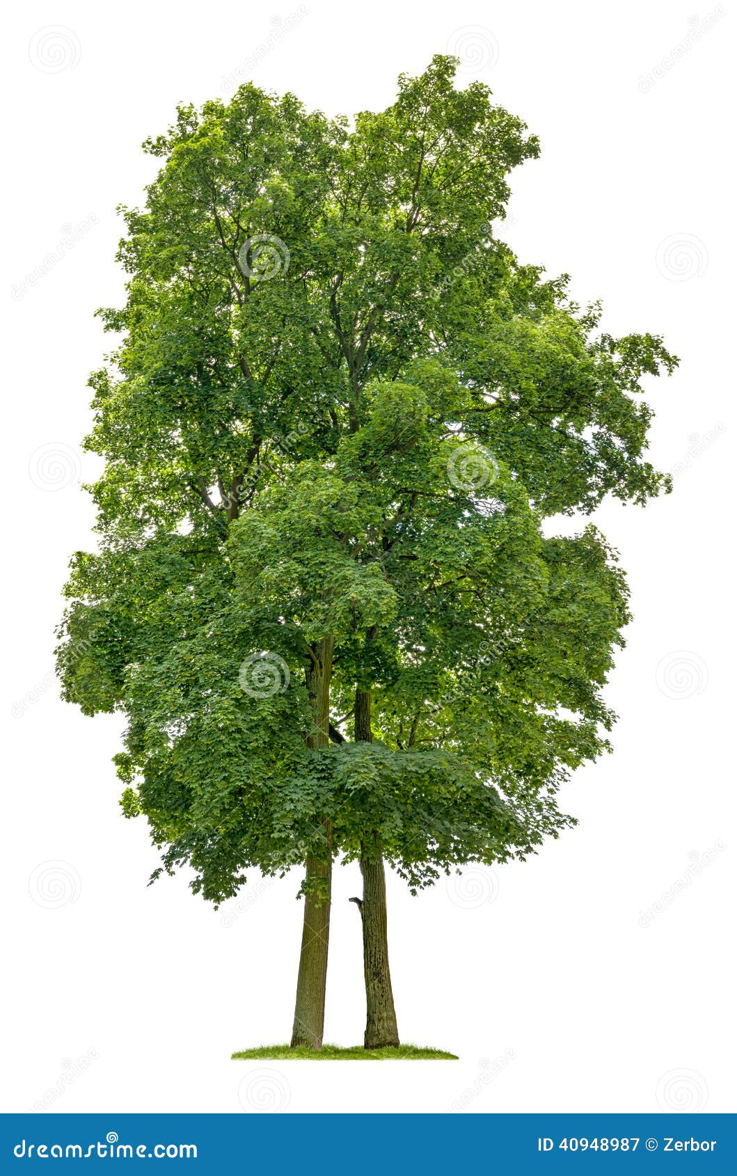 A Maple Tree on a White Background Stock Image - Image of deciduous ...