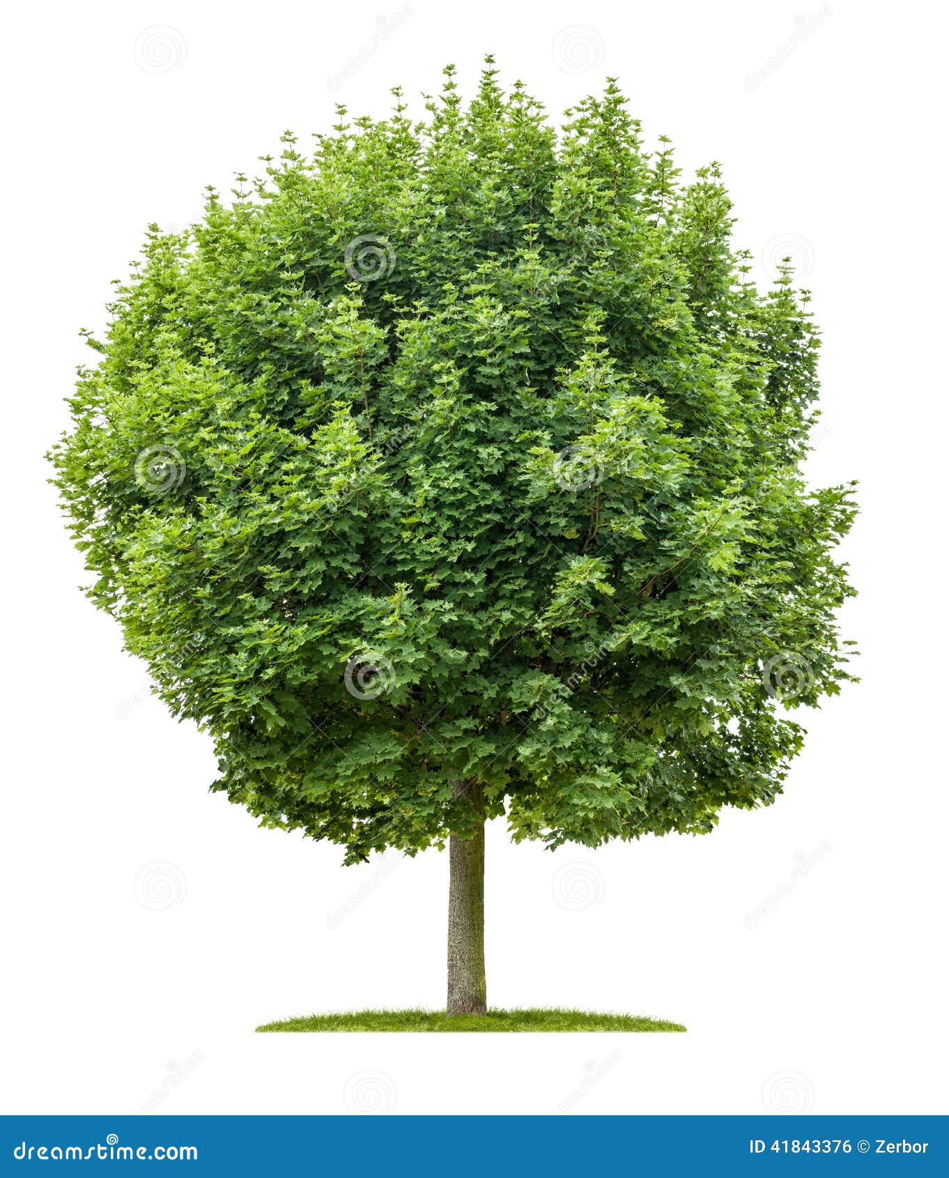 Maple Tree on a White Background Stock Photo - Image of outdoors ...