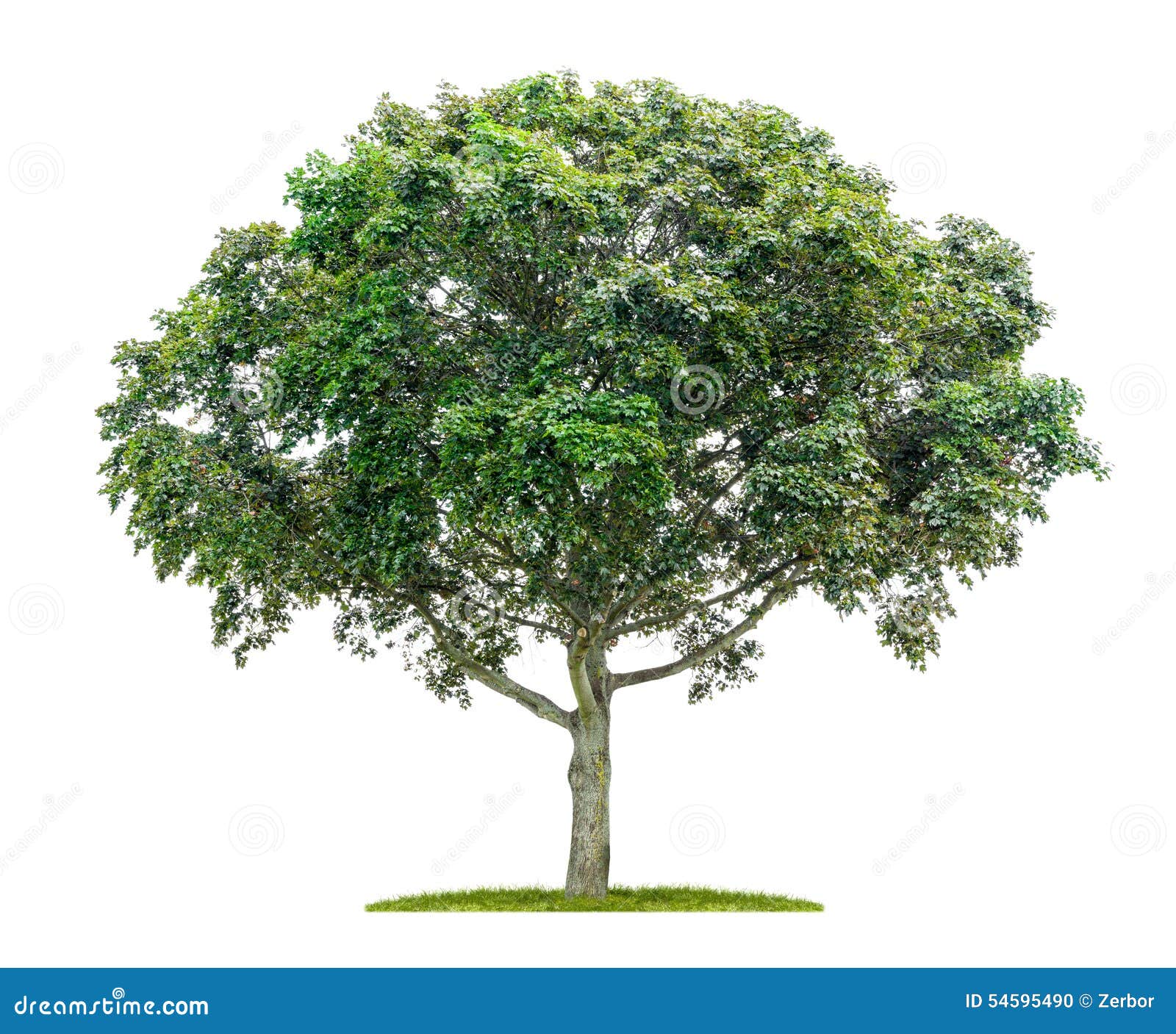 Maple Tree on a White Background Stock Photo - Image of leaves ...