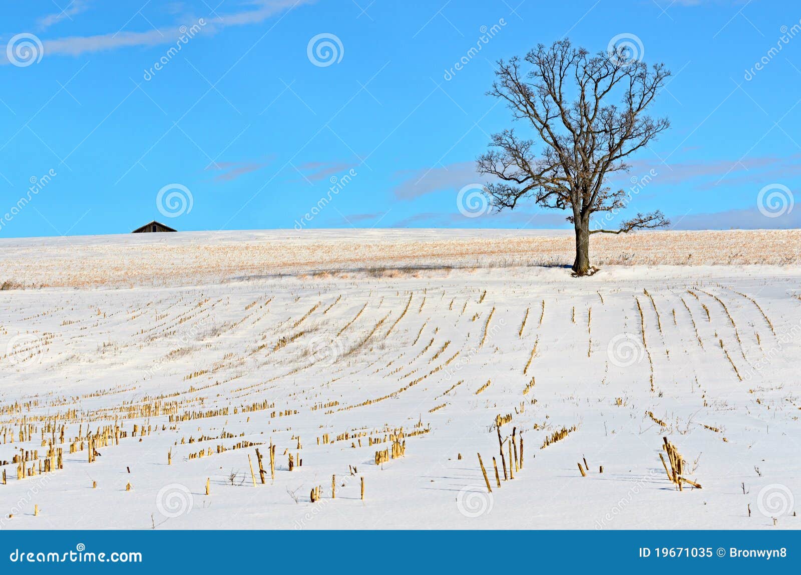Maple Tree in Winter stock image. Image of cornfield - 19671035