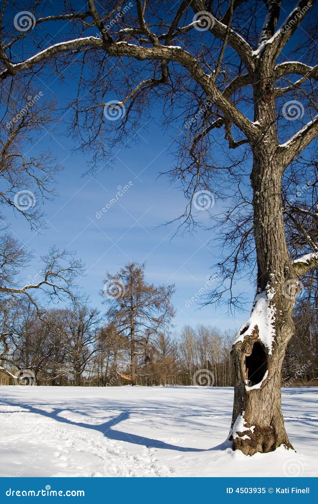 Maple tree in winter stock image. Image of white, nature - 4503935