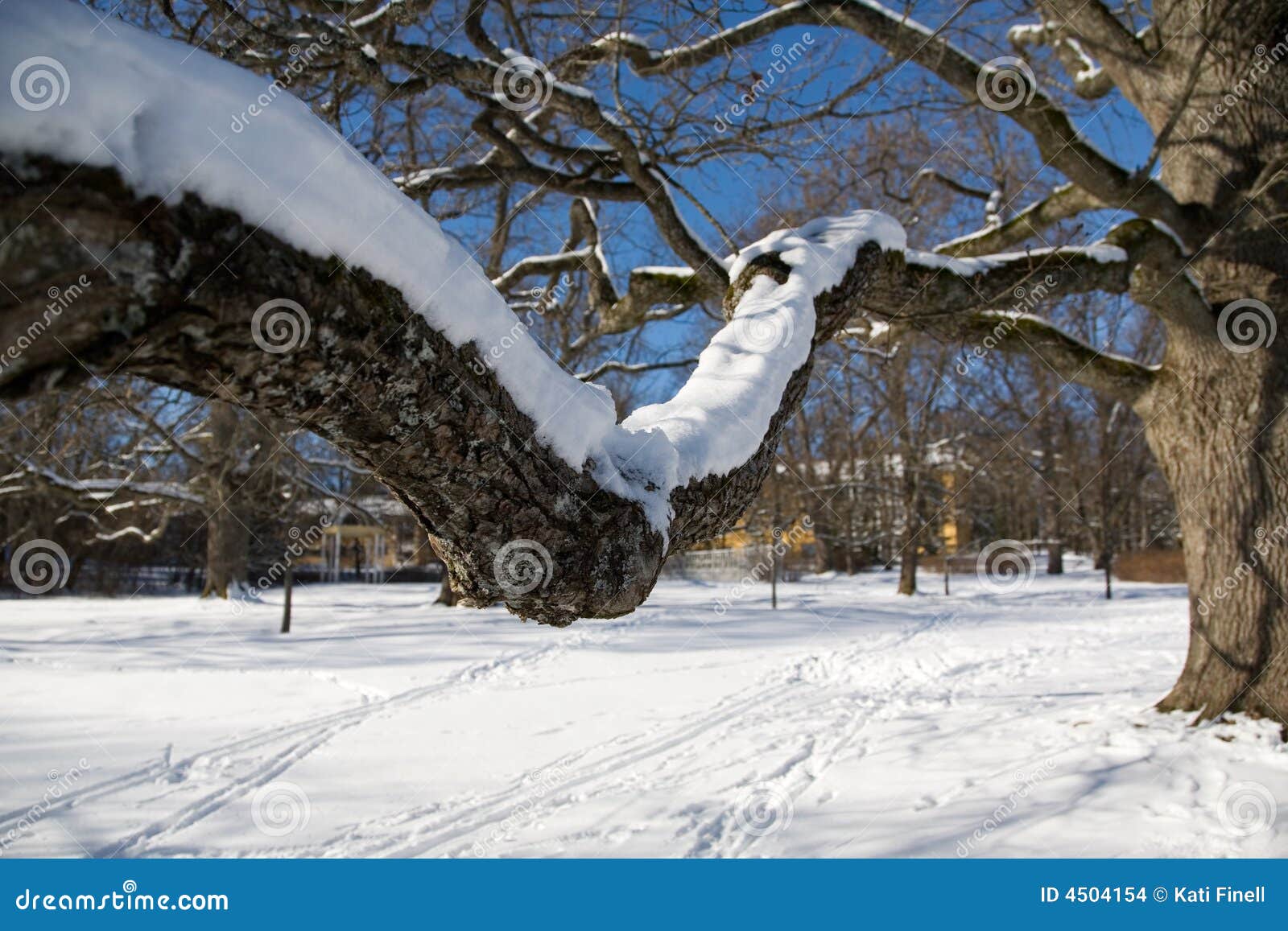 Maple tree in winter stock photo. Image of shadow, nature - 4504154