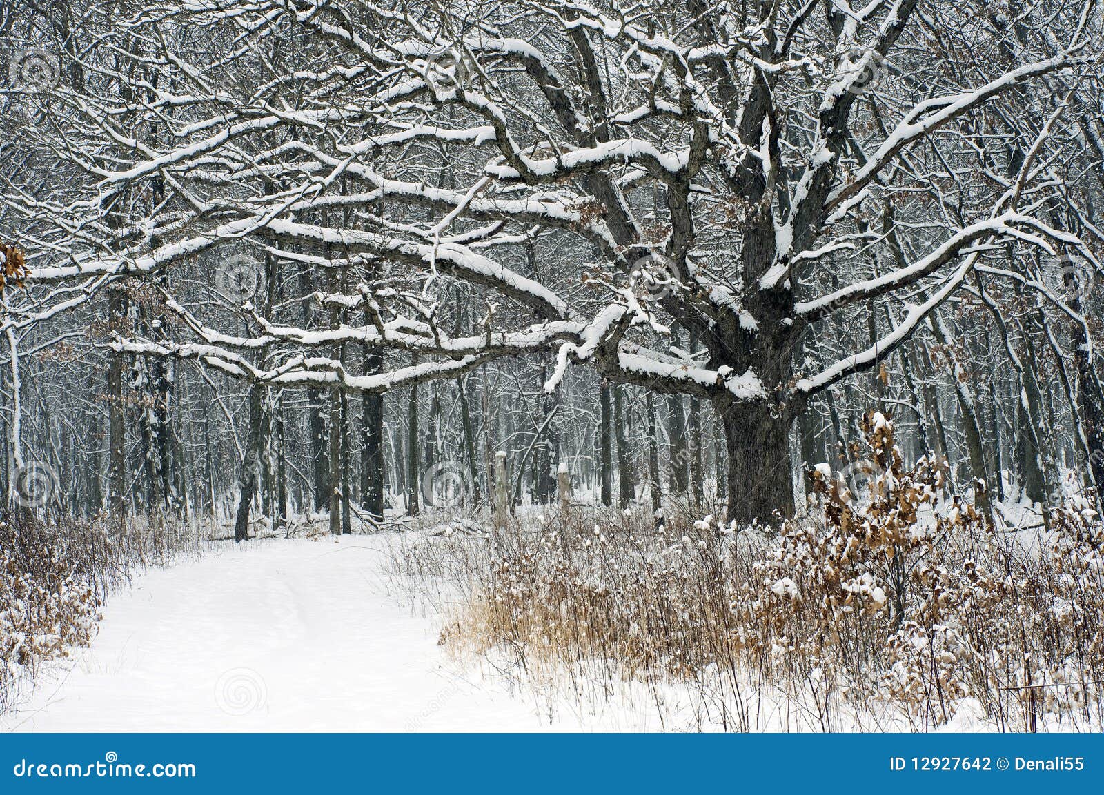 Maple Tree, Winter Snowstorm Stock Photo - Image of trees, maple: 12927642