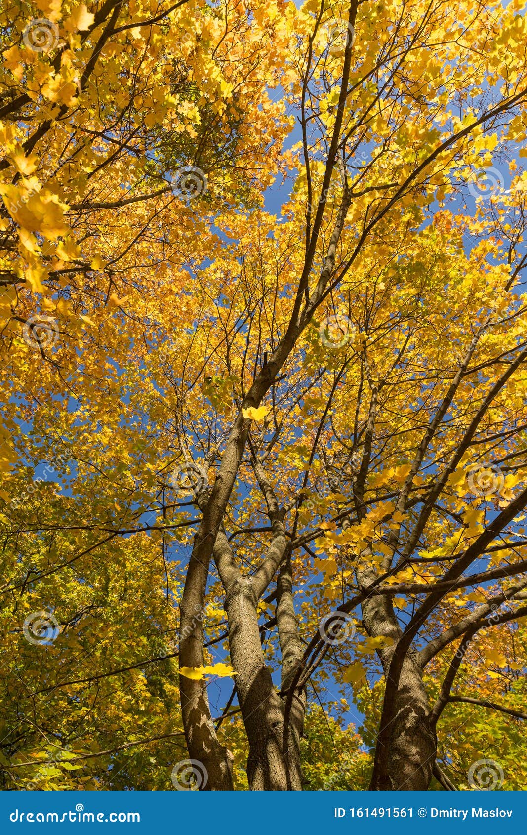 Maple Tree with Yellow Autumn Foliage Stock Image - Image of vibrant ...