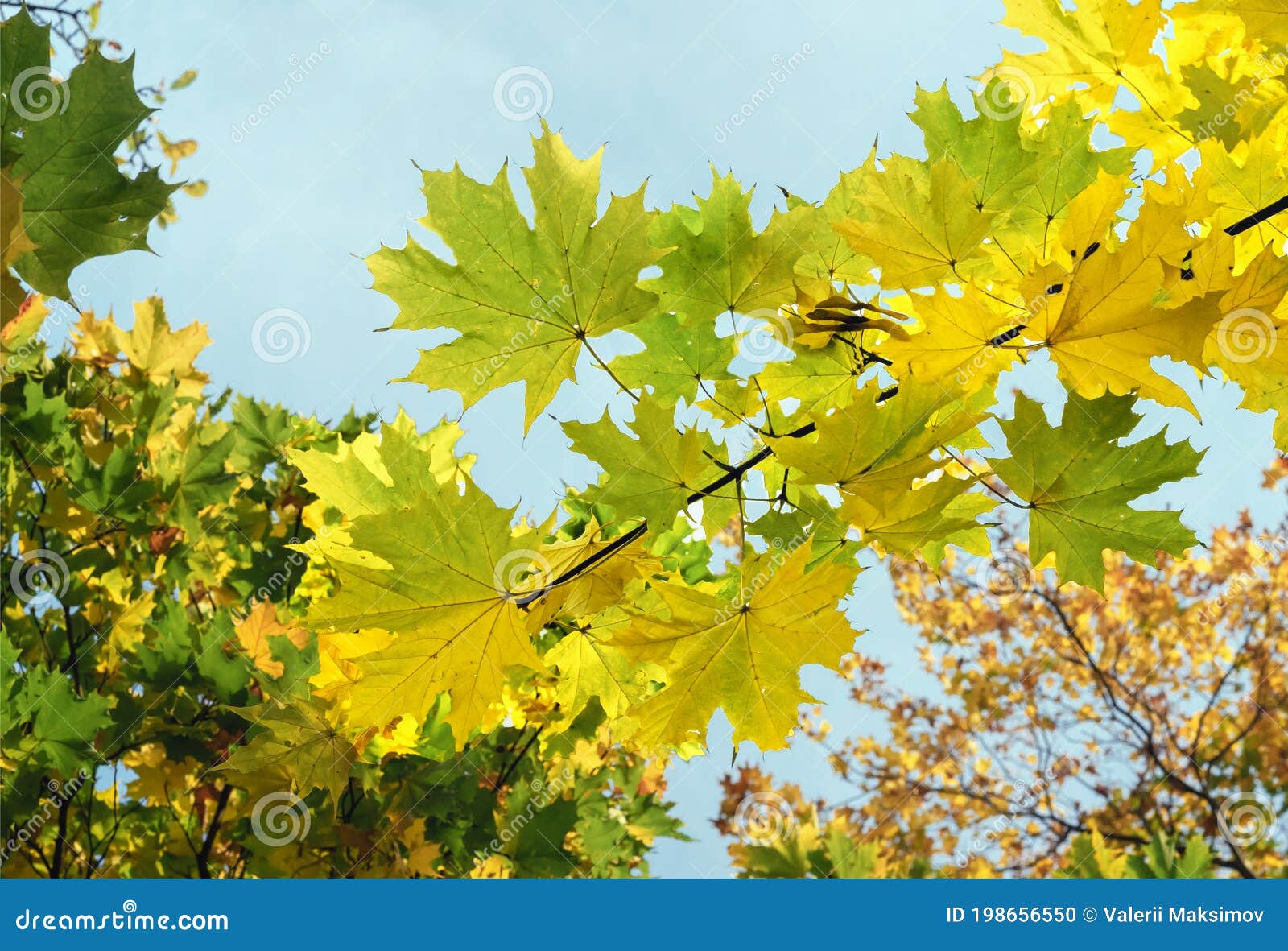 Maple Tree with Yellow and Green Leaves. Autumn Background Stock Photo ...