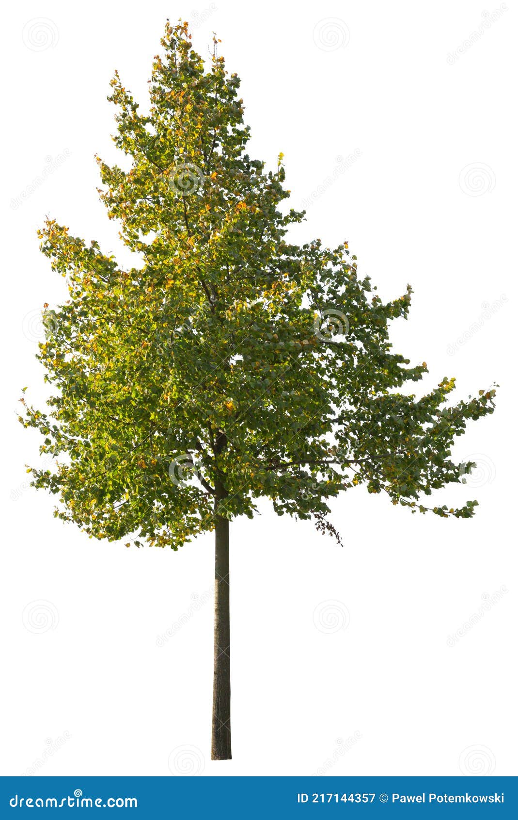 Maple Tree Yellow Leaved, Cut Out Tree Isolated on White Background ...