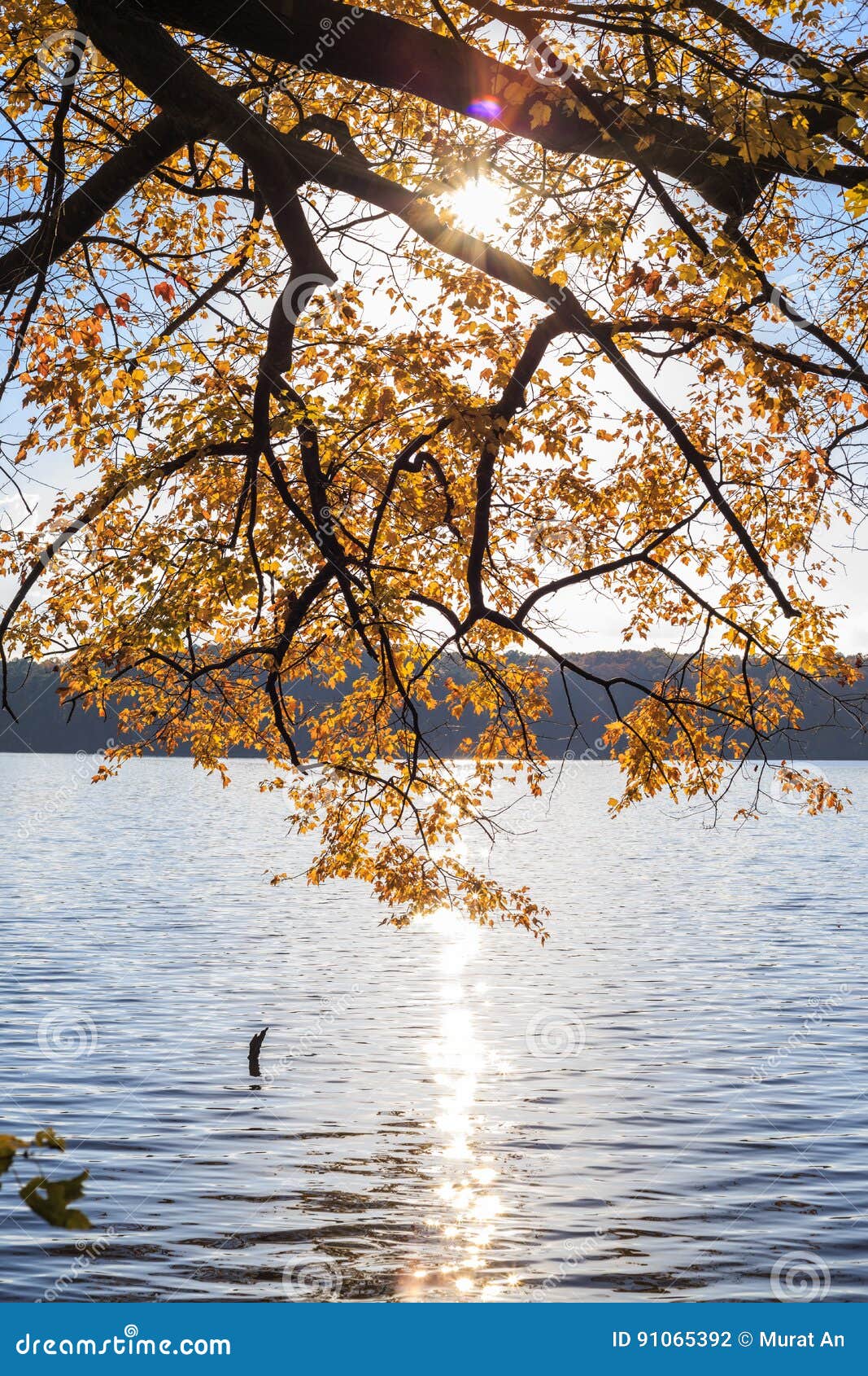Maple Tree with Yellow Leaves Over the Lake with Sun Light Stock Photo ...