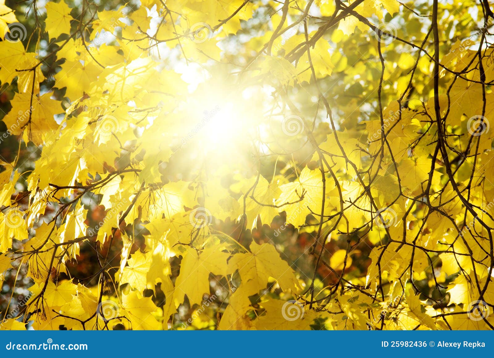 Maple Tree with Yellow (orange) Leaves at Sunset Stock Photo - Image of ...